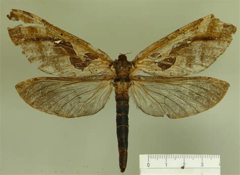 John Grehan Phassus