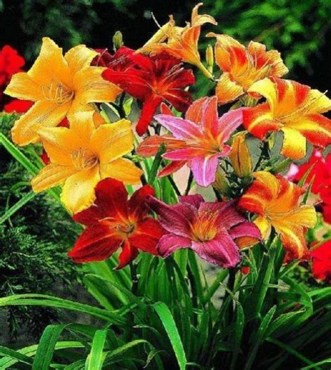 Daylily Bulbs At Rs 9 Pieces In Delhi Id 6031522 Sovi Organics