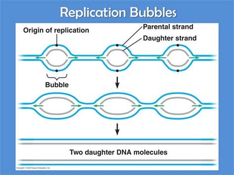 Replication Bubble Diagram