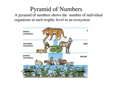 Ecology Day 3 Notes Photo By Ppt Download