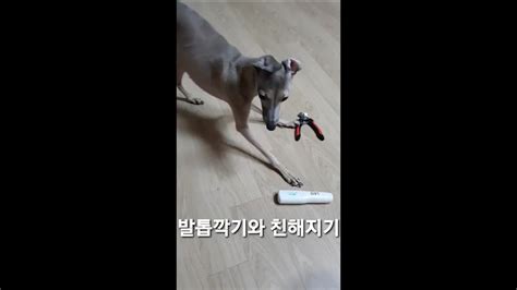 이탈리안그레이하운드 레오 훈련 레오의 발톱깎기와 친해지기 강아지훈련 Youtube