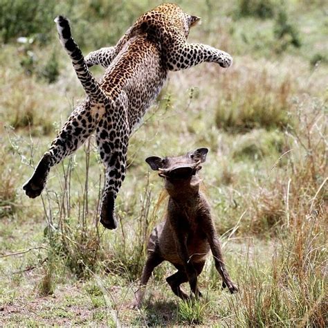 A Leopard Jumping A Warthog R Natureismetal
