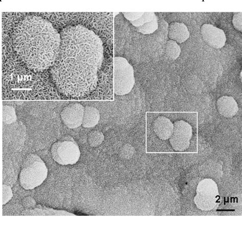 Figure 2 From Biodegradable And Bioactive Porous Polymerinorganic