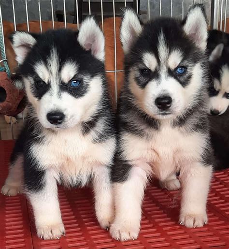Husky Wolf Mix Weight