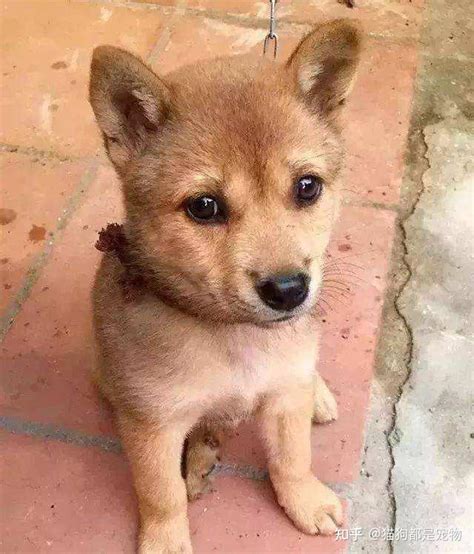 这6种经典的“中华田园犬”，你最喜欢哪种？ 知乎