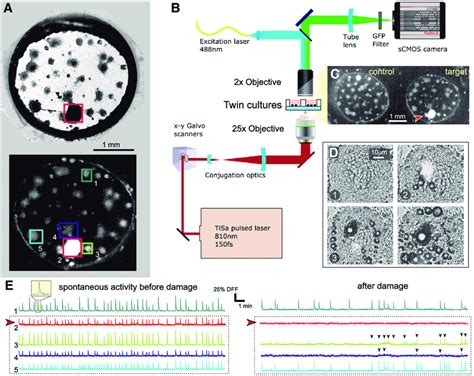 Clustered Neuronal Cultures And Experimental Procedure A Top Bright