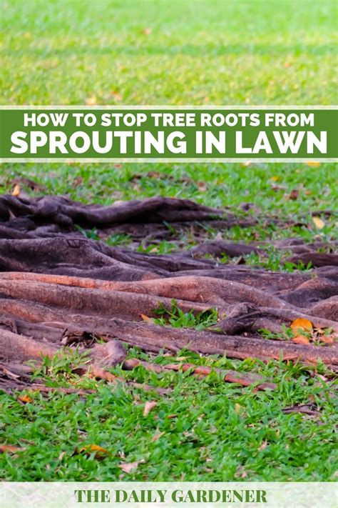 How To Stop Tree Roots From Sprouting In Lawn