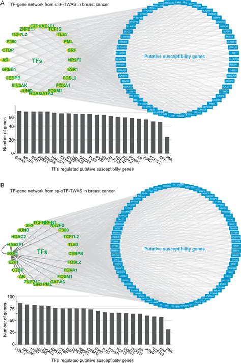 Core Tf Transcriptional Network Regulating Putative Susceptibility Download Scientific Diagram