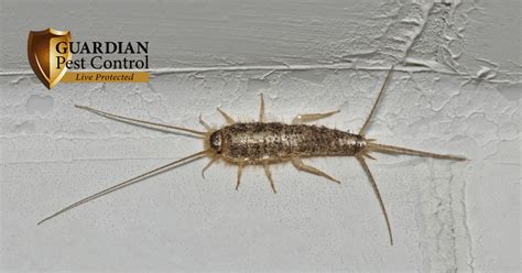 What Are The Most Common Bugs Found In Basements