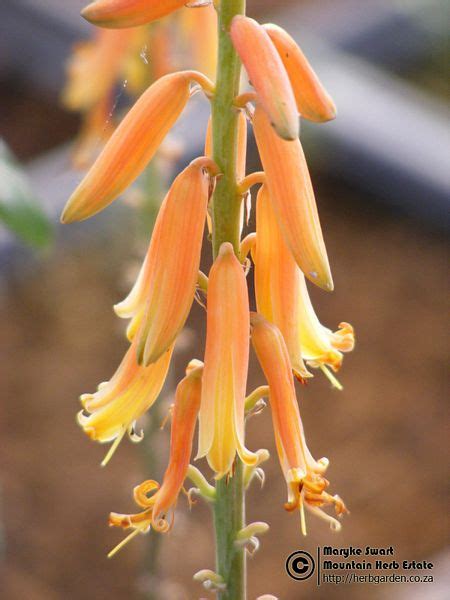 Aloe Vera Orange Flower A Barbadensis