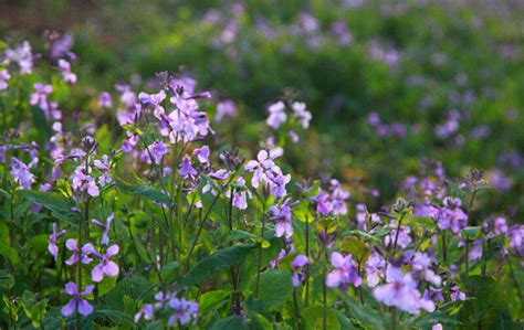 江苏南京惊蛰时节官宣入春 花红柳绿春意盎然 搜狐大视野 搜狐新闻