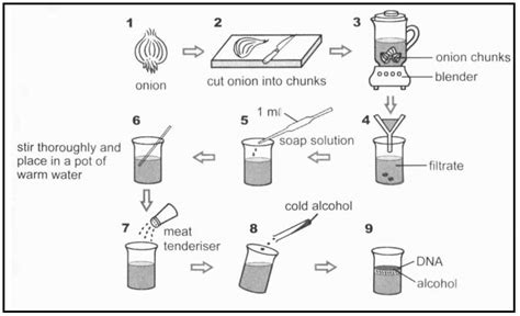 Grade 12 Life Sciences Practical Task 1 Dna Modern Classroom
