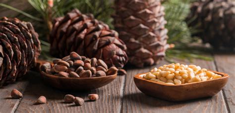 ما هو الصنوبر؟ إكتشفوا فوائده الصحية وطرق استخدامه أطيب طبخة