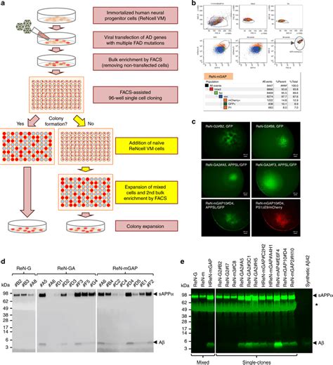 Generation Of Clonal Control And Fad Hnpcs Using Facs Assisted Single Download Scientific