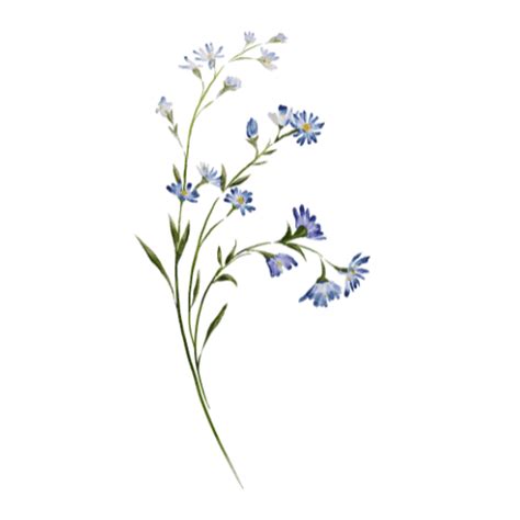 Květové Esence Kurz From Bohemia