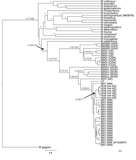 a bayesian phylogram derived from the cytochrome b gene the analysis