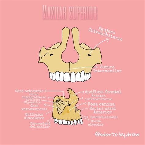 Maxilar Superior Dibujo Maxilar Superior Apuntes Mandibula Anatomia