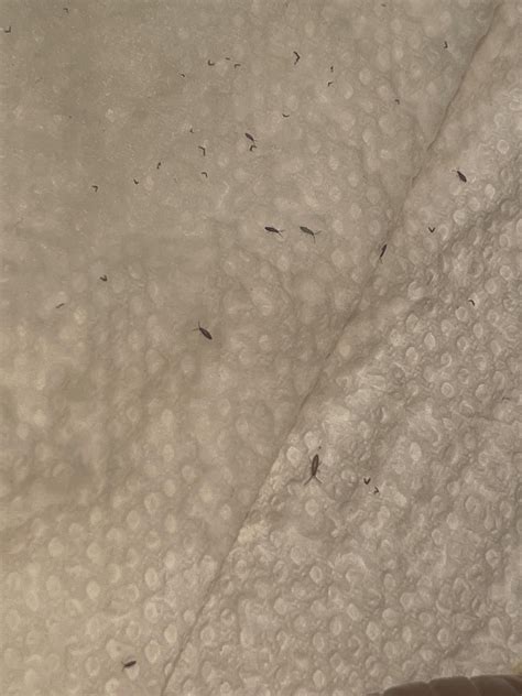 These Bugs Were Underneath My Lizards Water Bowl Should I Be Concerned