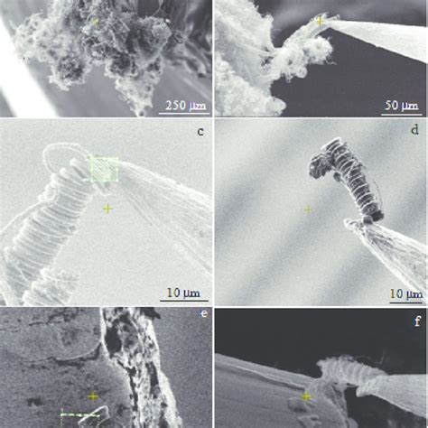 Schematic View Of Cnt Sample Preparation For In Situ Nanoindentation Download Scientific Diagram