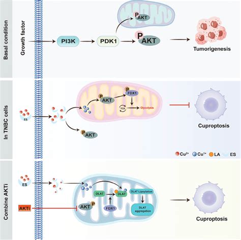 Adv Sci：李杰 郭剑平 王坤团队提出基于铜死亡的三阴性乳腺癌治疗新策略 生物科技 健康一线资讯
