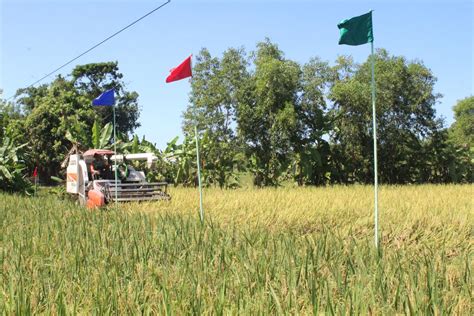 ဓနုဖြူမြို့နယ်၌ ၂၀၂၄ ၂၀၂၅ ခုနှစ် မိုးစပါးစံကွက်ရိတ်သိမ်းပွဲကျင်းပ Information And Public