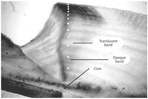 Transverse Otolith Section Of 12 Year Old Male Fl895 Cm Of C Download Scientific Diagram