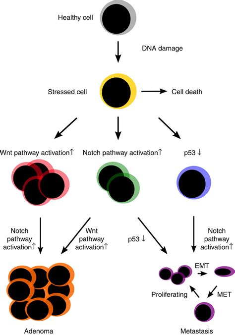 Schematic Representation Of Phenotypes Observed In Single And Double Download Scientific
