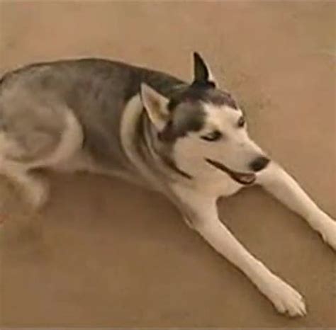 Guy With Long Hair Fucks His Submissive Dogs Zoo Tube 1