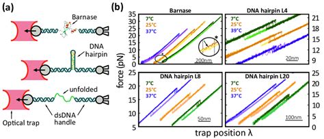A Experimental Setup Barnase And DNA Hairpins Are Tethered Between