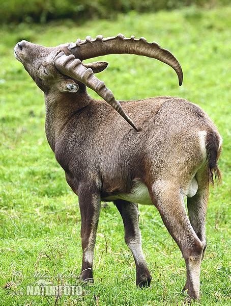 Kozorožec Horský Naturfotocz