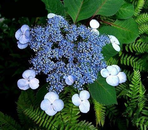 My Virtual Garden Hydrangeas