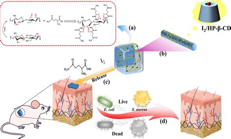Polysaccharide Based Hydrogels For Advanced Biomedical Engineering Applications Acs Polymers Au