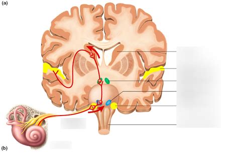 Auditory Projection Pathway Diagram Quizlet