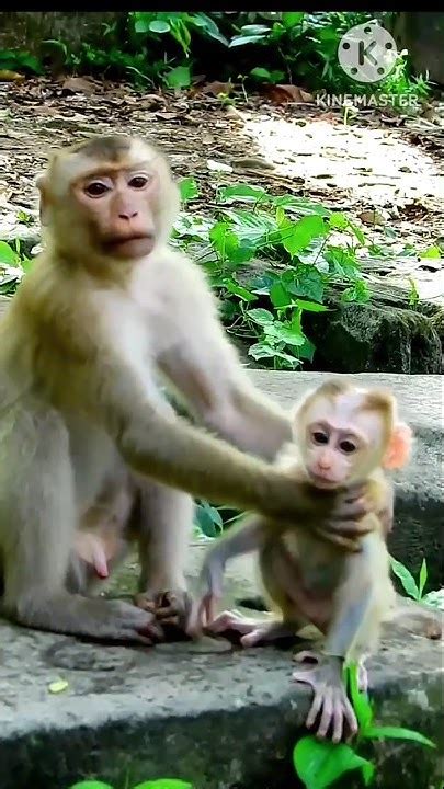 Hewan Peliharaanmonyet Nakalpeliharaan Lucu Viral Monyet Shorts