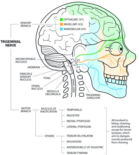 Trigeminal Nerve