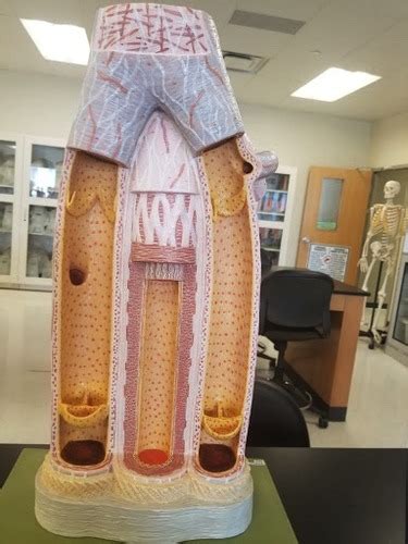 UNIT LAB PRACTICAL Flashcards Quizlet