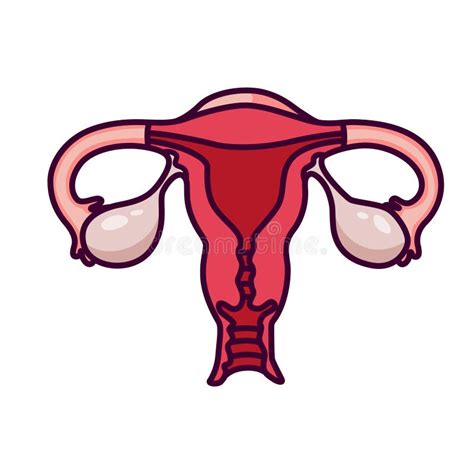 Internal Genital Organs of a Woman Stock Vector - Illustration of ...