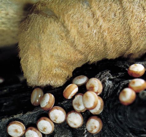 Polyphemus Moth Insect Britannica