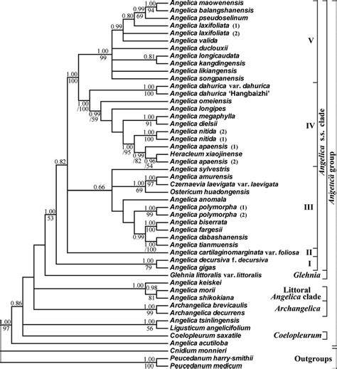 Maximum Likelihood Tree Derived From Analysis Of Combined Nrdna And