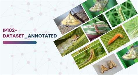 Ip102 Dataset Annotated Insect Pest Recognition For Agricultural Ip102 Dataset Annotated Insect Pest Recognition For Agricultural
