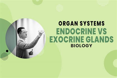 Endocrine Gland Vs Exocrine Gland