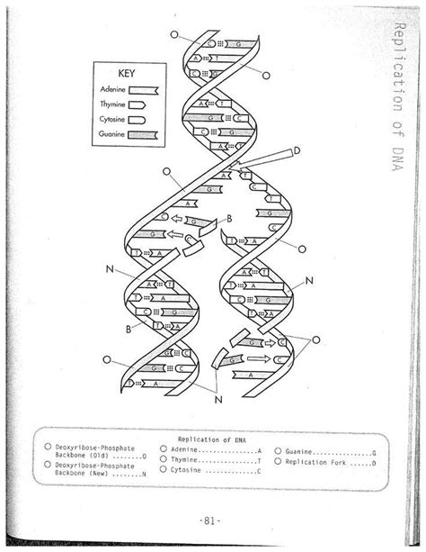 Dna Structure And Replication Worksheet