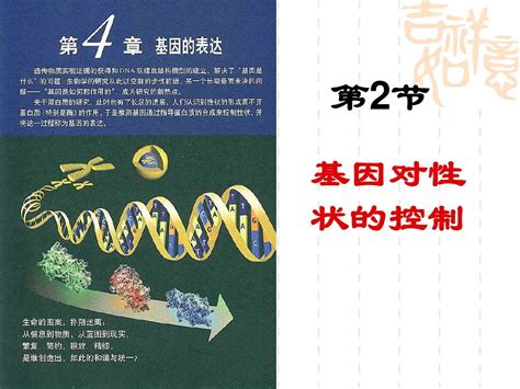 第四章 第2节 基因对性状的控制 word文档在线阅读与下载 无忧文档