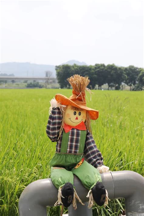 漫游光明 循一抹秋意看光明 深圳24小时 深新闻 奥一网