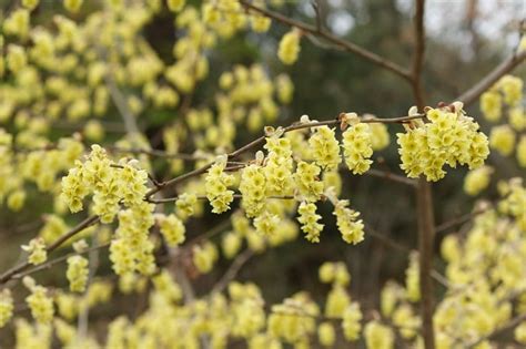 トサミズキの花言葉種類花の特徴花言葉の由来ヒュウガミズキとの違い LOVEGREEN ラブグリーン