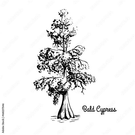 Swamp Cypress Tree Drawing