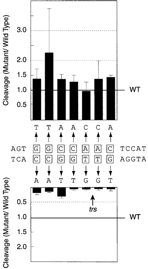 Rep68 Endonuclease Assays On 1 Nucleotide Transversion Mutants