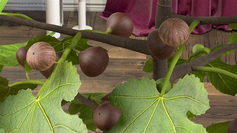 Fig Trees Collection 3d Model 119 3ds Fbx Obj Ma Max C4d Free3d