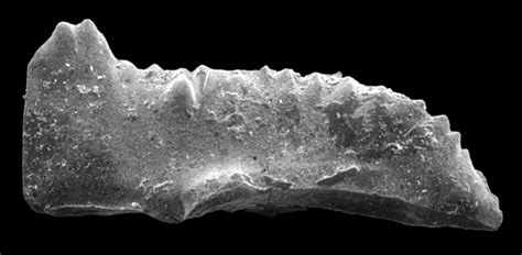Ozarkodina Roopaensis