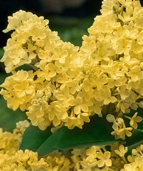 Cottage Farms Direct Live Primrose Lilac Set Of Two Lilacs Look